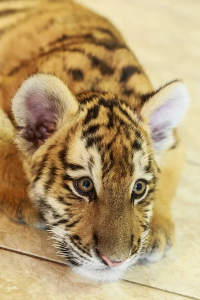 Baby tiger Stock Photos, Royalty Free Baby tiger Images | Depositphotos