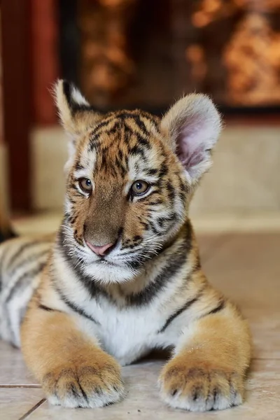 Siberian tiger cub, closeup portrait - Stock Image - Everypixel