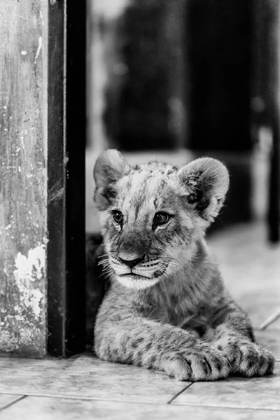 Cute lion Cub portrait - Stock Image - Everypixel