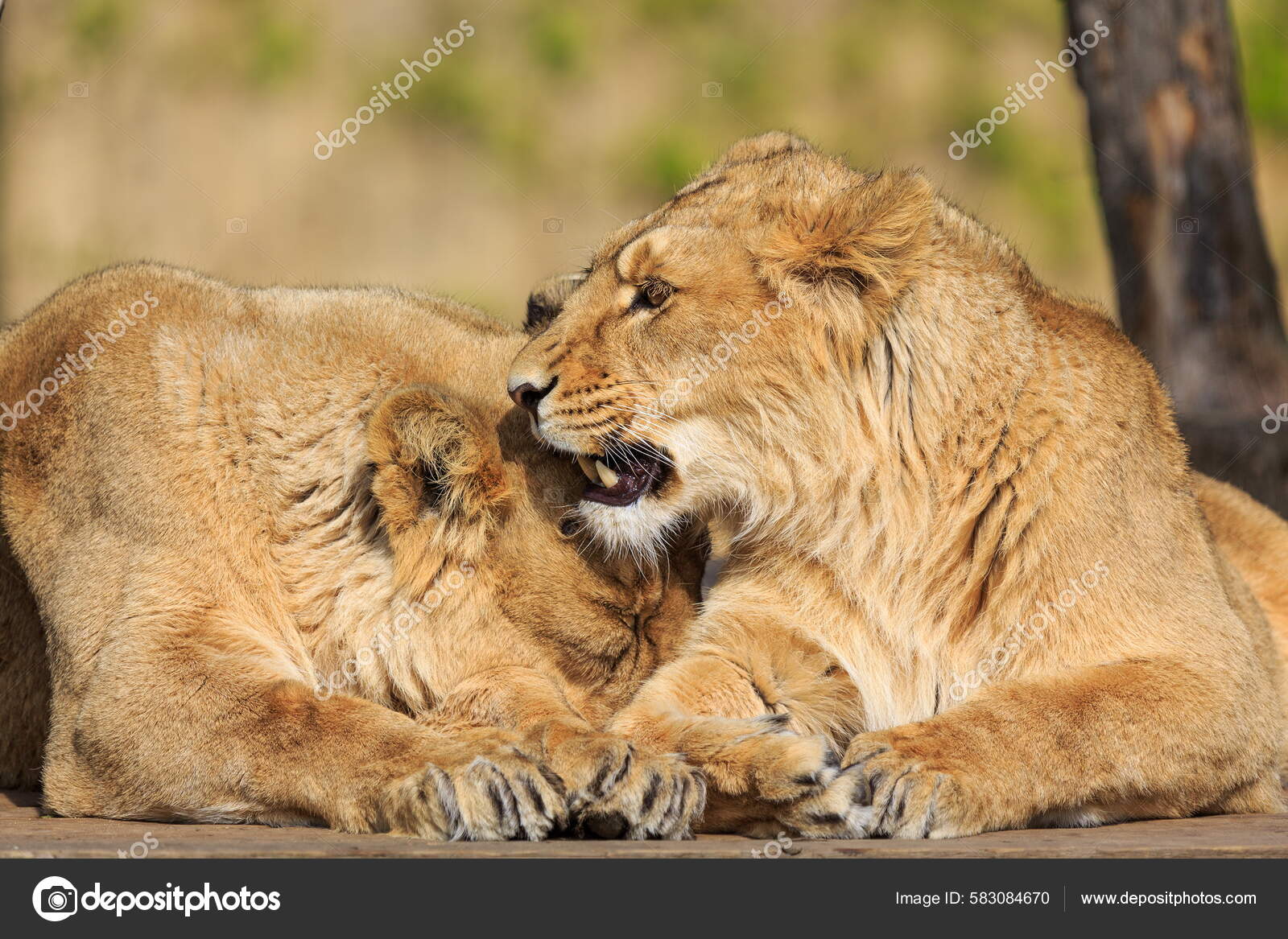 Two Lioness Close Each Other — Stock Photo © 6bears #583084670