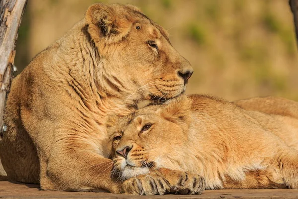 Lions Hugging Each Other