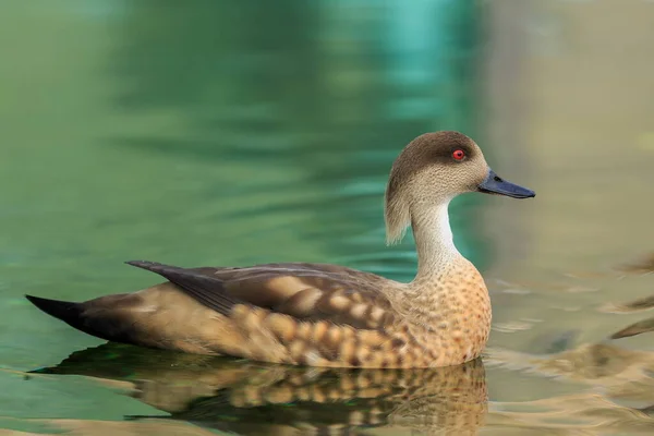 Indian spotted duck Stock Photos, Royalty Free Indian spotted duck ...