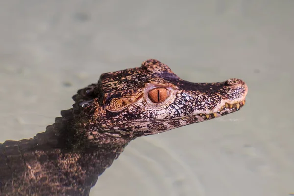 Happy alligator Stock Photos, Royalty Free Happy alligator Images ...