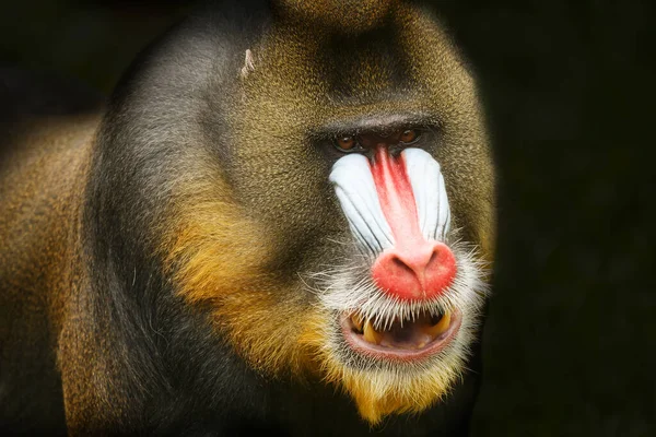 Makaak eten images libres de droit, photos de Makaak eten | Depositphotos