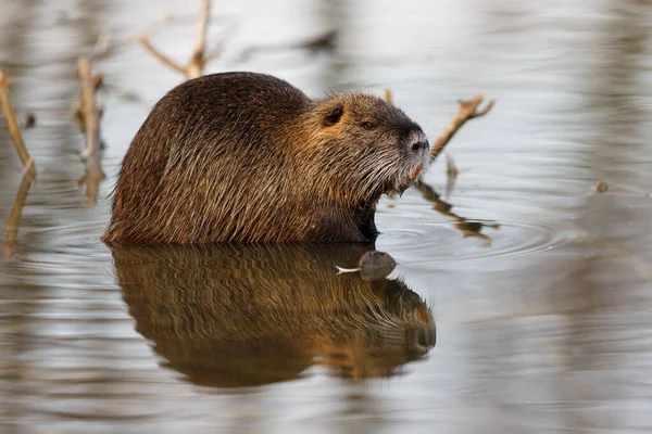 Cuento de castor fotos de stock, imágenes de Cuento de castor sin ...