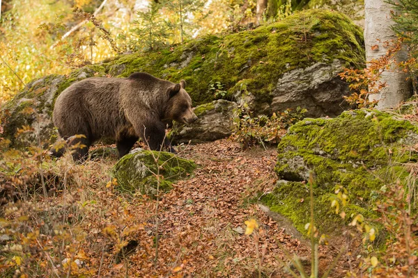 Oso en el bosque fotos de stock, imágenes de Oso en el bosque sin ...