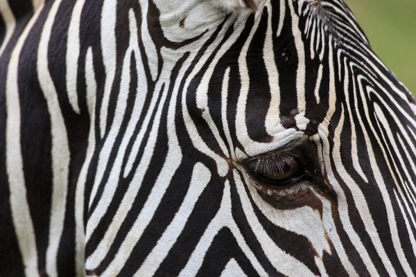 Plains zebra (Equus quagga) pattern stripes on the back close up with small field of the depth ...