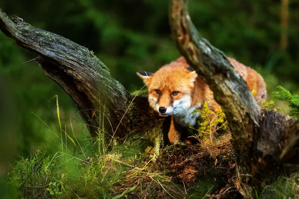 Redondear una celda excel con visual foxpro Stock Photos, Royalty Free ...