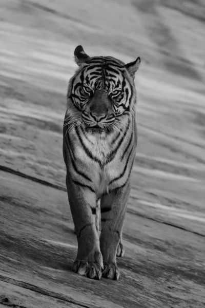 animal, tiger in wild nature - Stock Image - Everypixel
