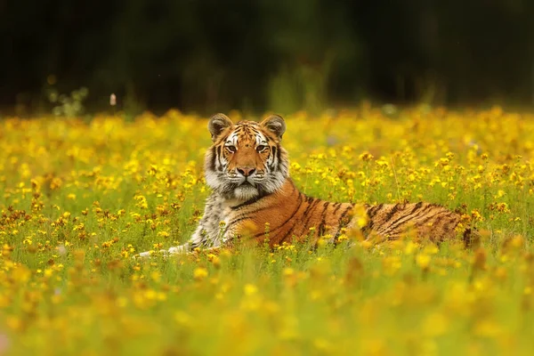 Tiger with flowers Stock Photos, Royalty Free Tiger with flowers Images ...