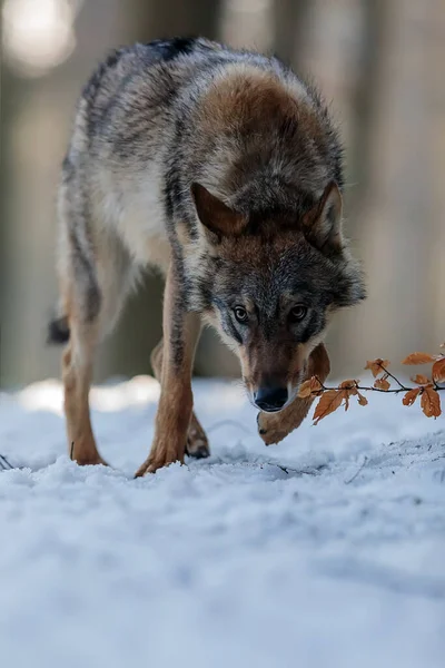 Imágenes de Lobo comiendo, fotos de Lobo comiendo sin royalties ...