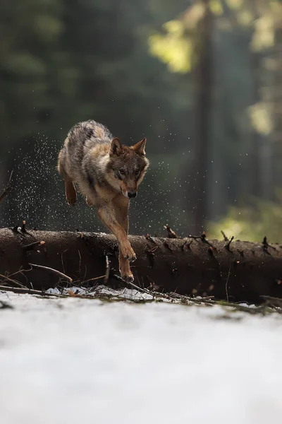 Salto de lobo Stock Photos, Royalty Free Salto de lobo Images ...