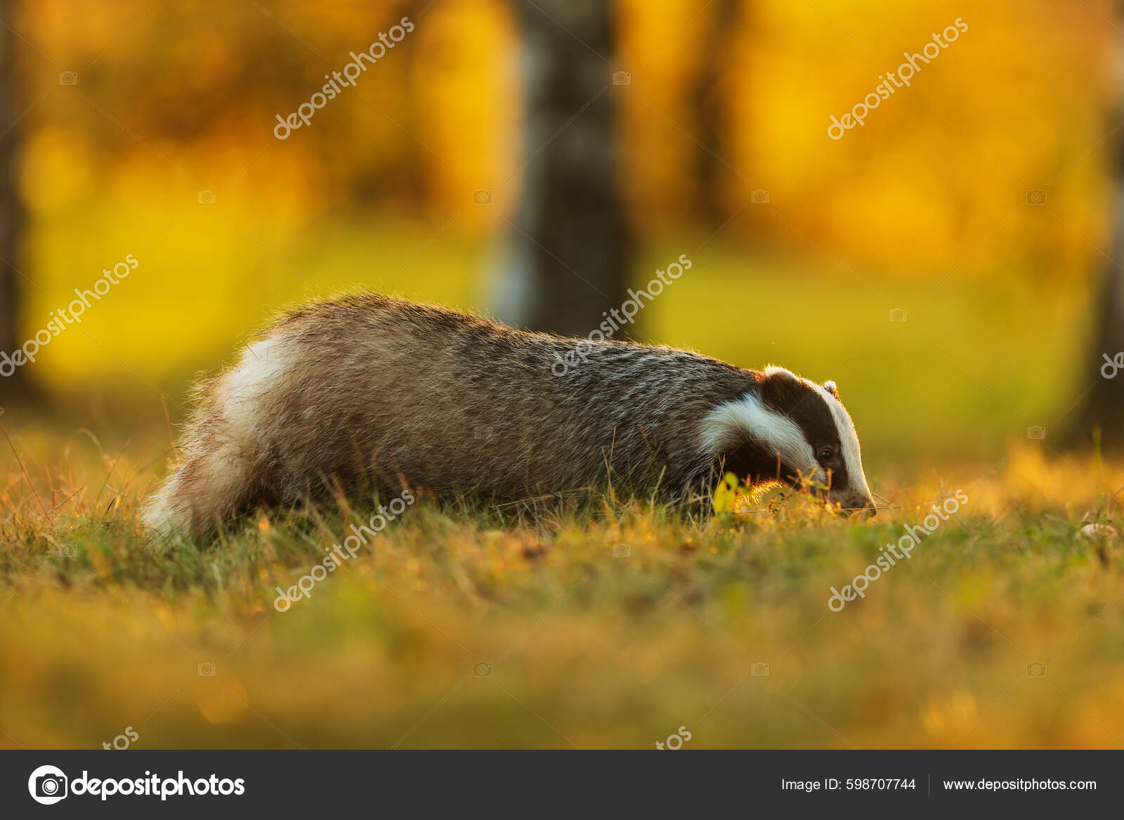 Old European Badger Wild — Stock Photo © 6bears #598707744