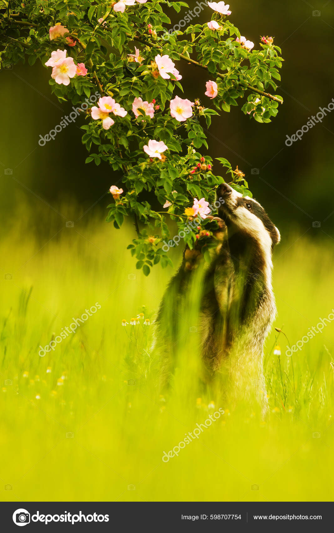 Old European Badger Wild — Stock Photo © 6bears #598707754