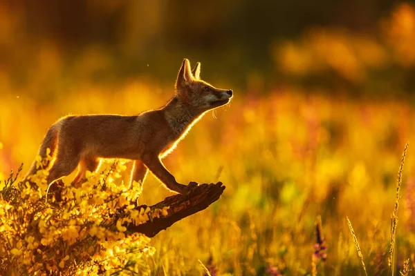 Spring fox Stock Photos, Royalty Free Spring fox Images | Depositphotos