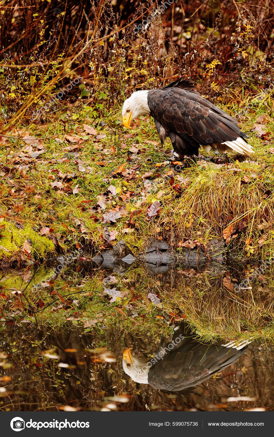 Bald Eagle Portrait Natural Background — Stock Photo © 6bears #599075736