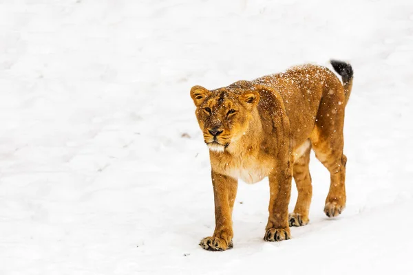 Lion snow Stock Photos, Royalty Free Lion snow Images | Depositphotos