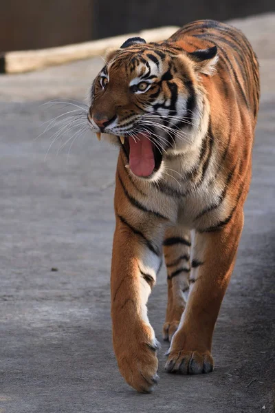 Animal Tigers Roaring