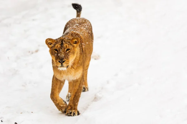 Lion snow Stock Photos, Royalty Free Lion snow Images | Depositphotos