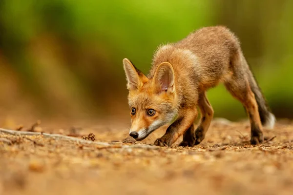 Fox pup Stock Photos, Royalty Free Fox pup Images | Depositphotos