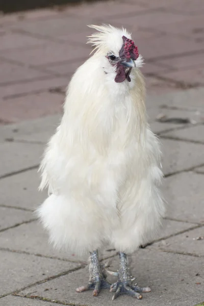 Wet chicken Stock Photos, Royalty Free Wet chicken Images | Depositphotos