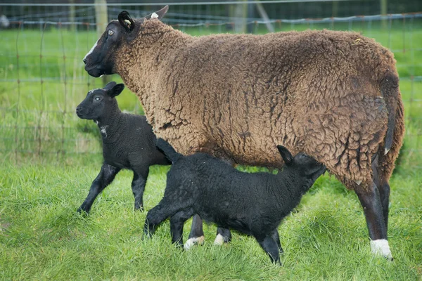 Sheep with black lamb - Stock Image - Everypixel