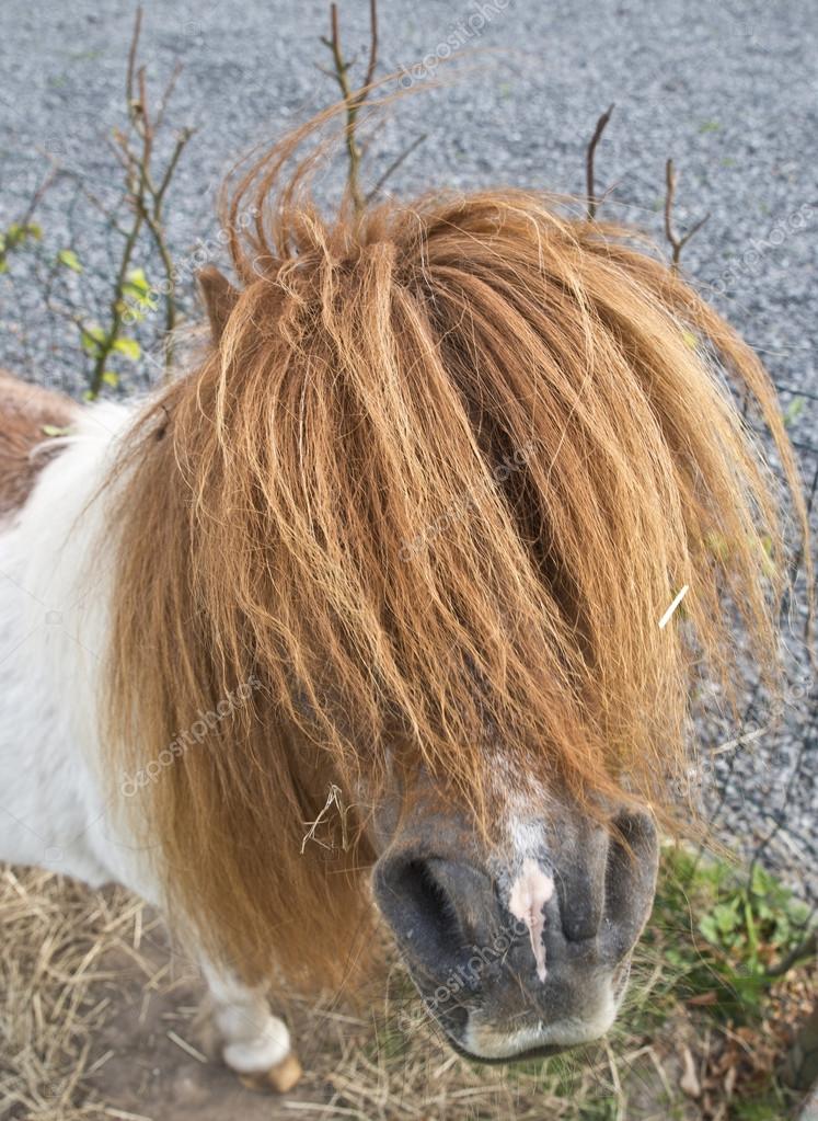 Pony Con Pelo Largo Close Up Of Brown And White Piebald Horse With