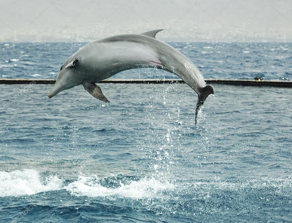 Jumping dolphin Stock Photo by ©POOH11 23715551