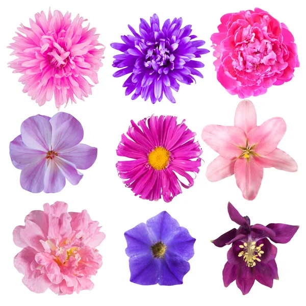 Real Flower Icons