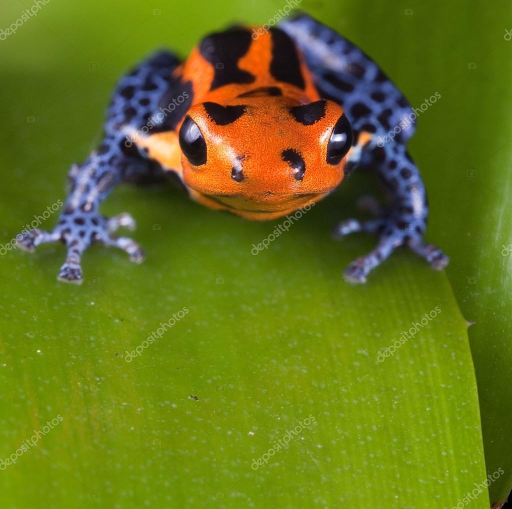 Rana roja rana dardo venenoso con patas de color azul brillante 2022