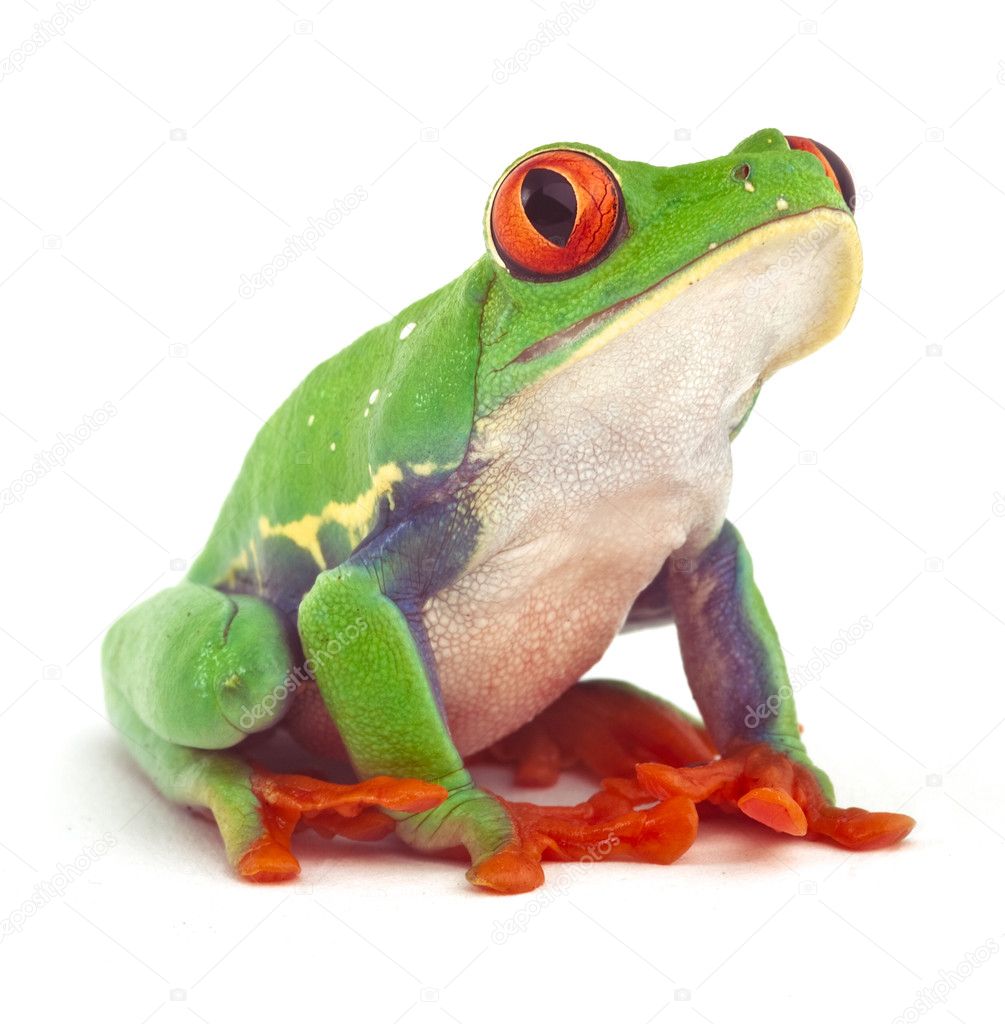Red eyed tree frog treefrog — Stock Photo © kikkerdirk #12184385