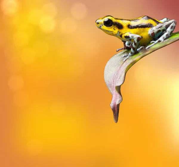 Strawberry frog Stock Photos, Royalty Free Strawberry frog Images ...