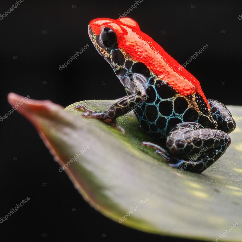 Grenouille Venimeuse Rouge