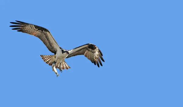 44 Peces halcón Stock Illustrations | Depositphotos