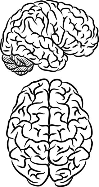 Brain vector isolated — Stock Vector © dagadu #8744617