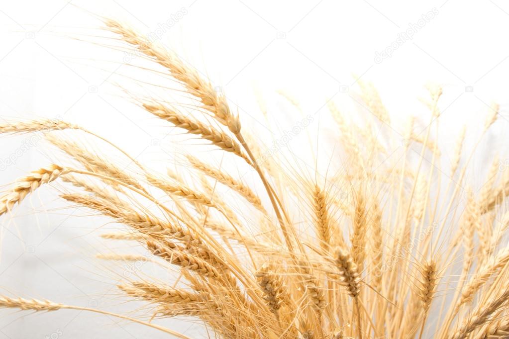 Wheat as the background Stock Photo by ©schankz 12690983