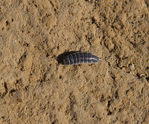 513 Roly poly Stock Photos, Roly poly Images | Depositphotos®