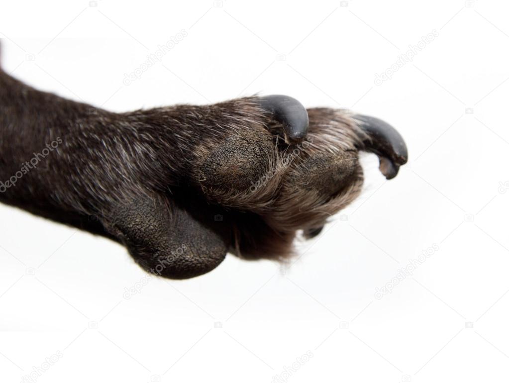 Why Are Dog Paws Black