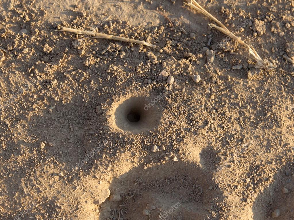 Ant hole in the ground — Stock Photo © schankz #15860135