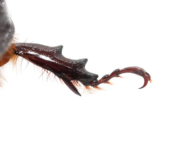 Insectenbeet herkennen afbeelding Stock Photos, Royalty Free ...