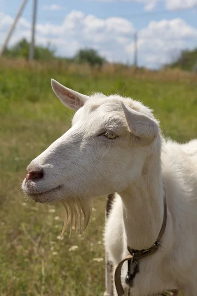 Cabra sabática Stock Photos, Royalty Free Cabra sabática Images ...