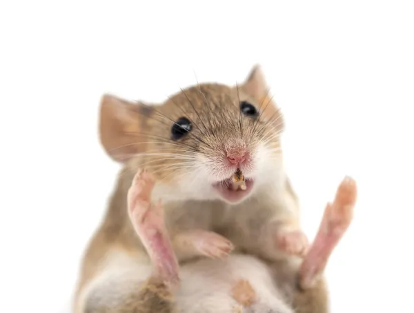 ᐈ Baby albino rats stock pictures, Royalty Free lab rat photos ...