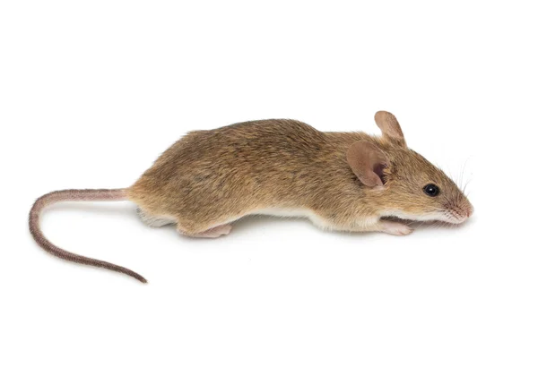 Mouse pc fotos de stock, imágenes de Mouse pc sin royalties | Depositphotos