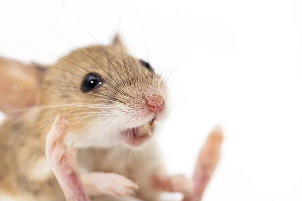 Picture of mice with big teeth Stock Photos, Royalty Free Picture of ...