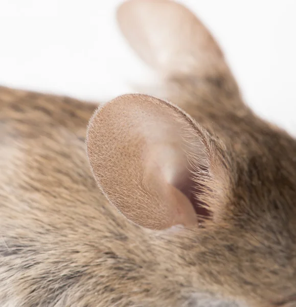 Ears of mouse Stock Photos, Royalty Free Ears of mouse Images ...