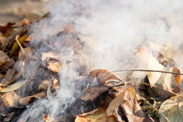 Smoke from burning leaves - Stock Image - Everypixel