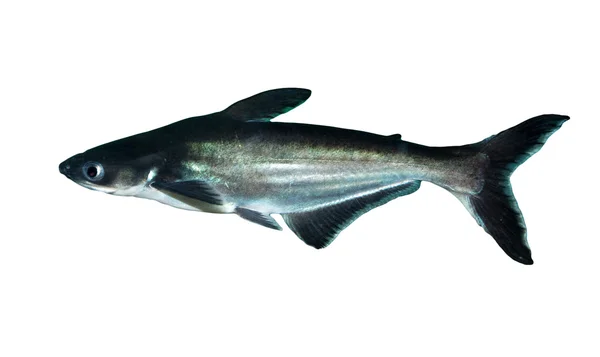 Poisson gris images libres de droit, photos de Poisson gris | Depositphotos