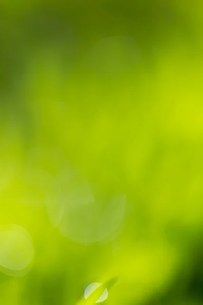 Green Portrait Backgrounds