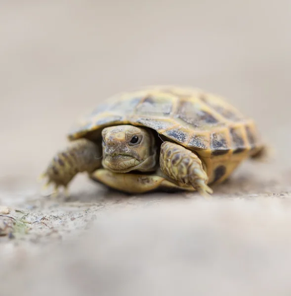 Tortuga caminando Stock Photos, Royalty Free Tortuga caminando Images ...
