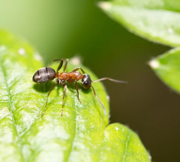 Ant Stock Photos, Royalty Free Ant Images | Depositphotos